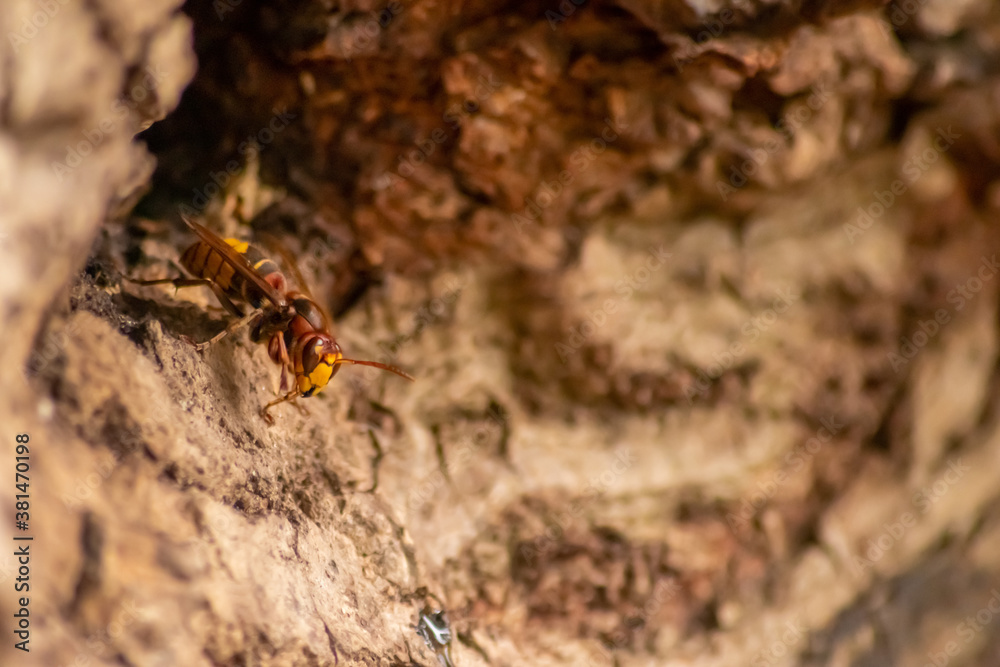 European hornets defend the entry of their hornets nest against ...