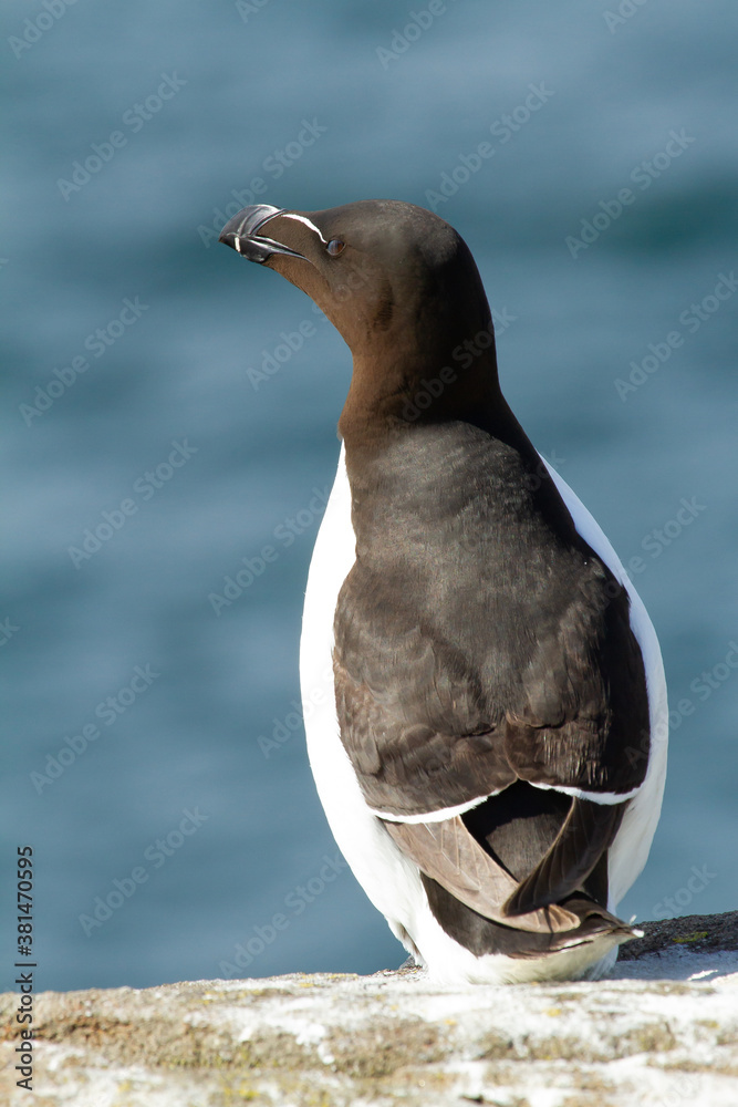 Alca común (Alca torda) sobre la roca con fondo azul en la isla de May ...