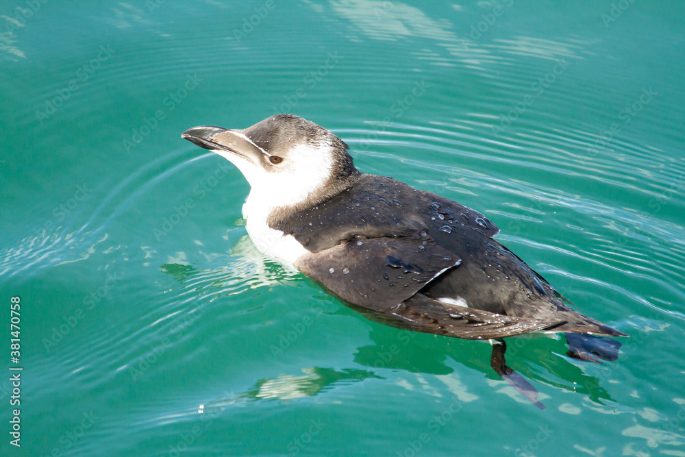 Alca común ( Alca torda), nadando sobre el mar en la isla de May ...