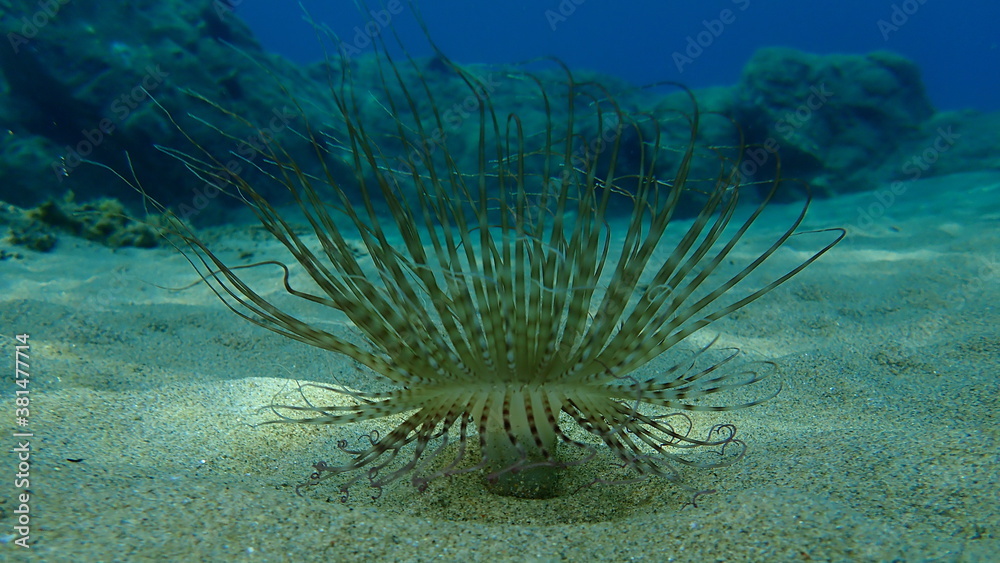 Cylinder anemone or coloured tube anemone (Cerianthus membranaceus ...