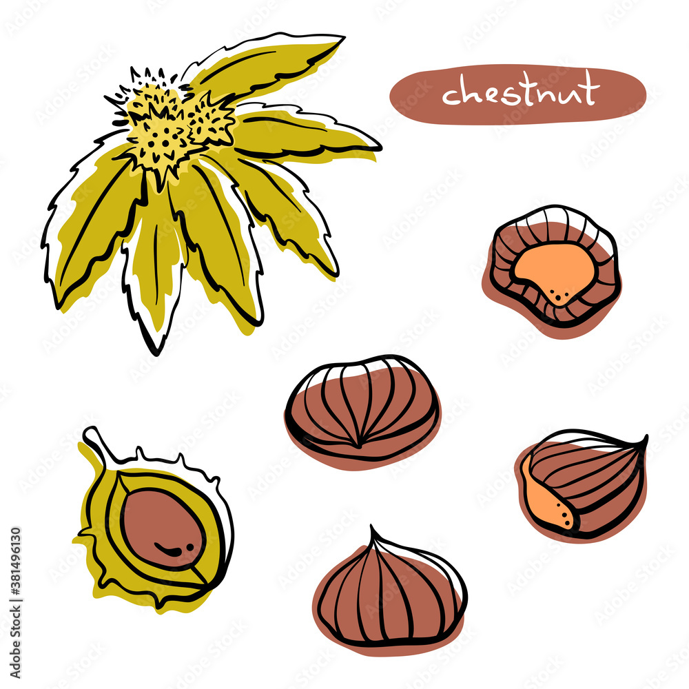 Chestnuts: fruits, leaves, shells. Hand drawn colorful line sketch ...