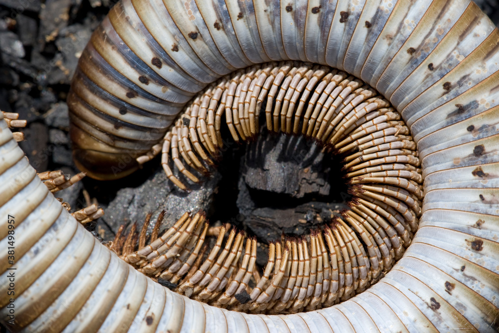 Centipede Exoskeleton, Otjiwarango, Namibia ภาพถ่ายสต็อก | Adobe Stock