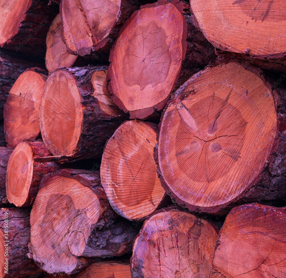 Certified wood, SCOTS PINE - PINO SILVESTRE (Pinus sylvestris), Parque ...