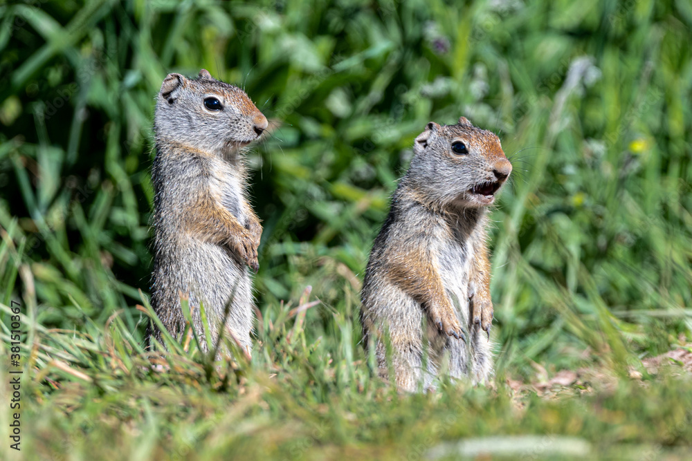 Young Uinta Ground Squirrel (Urocitellus armatus) Standing Guard, Grand ...