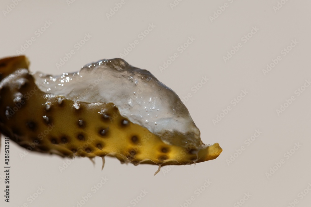 Gel filling of a reproduction body of a spiral wrack seaweed, Fucus ...
