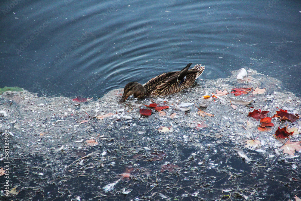 A duck swimming and feeding in a polluted lake with floating garbage ...