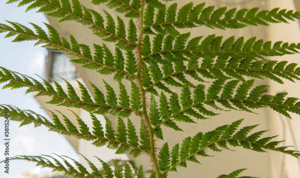 Natural texture and pattern. Closeup view of a Cyathea cooperi fern ...