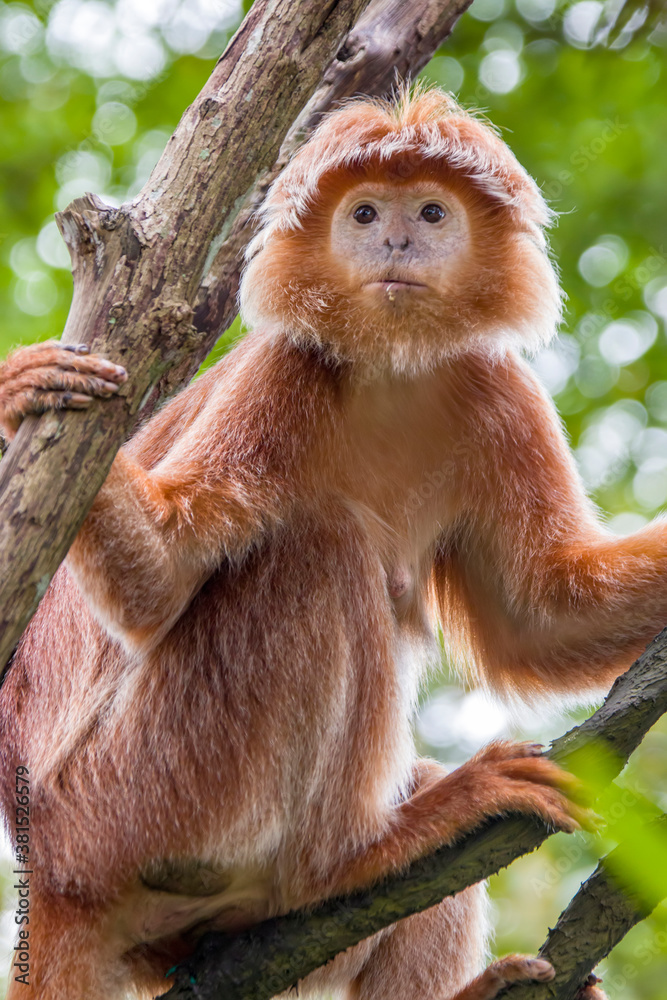 The Javan lutung (Trachypithecus auratus) closeup image, also known as ...