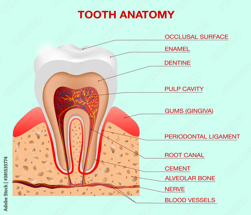 Tooth Anatomy Vector Dental Concept For Medical Banner Or Poster Detailed Anatomy Of The