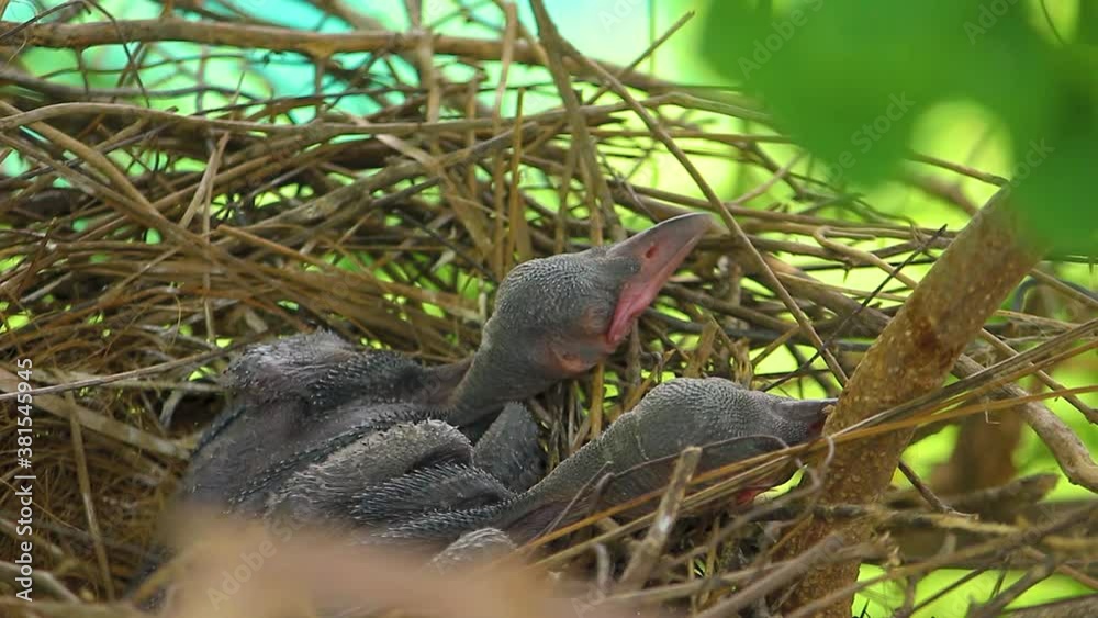 Baby Crow Baby Crow Is Lying In The Nest And Hatching Waiting For