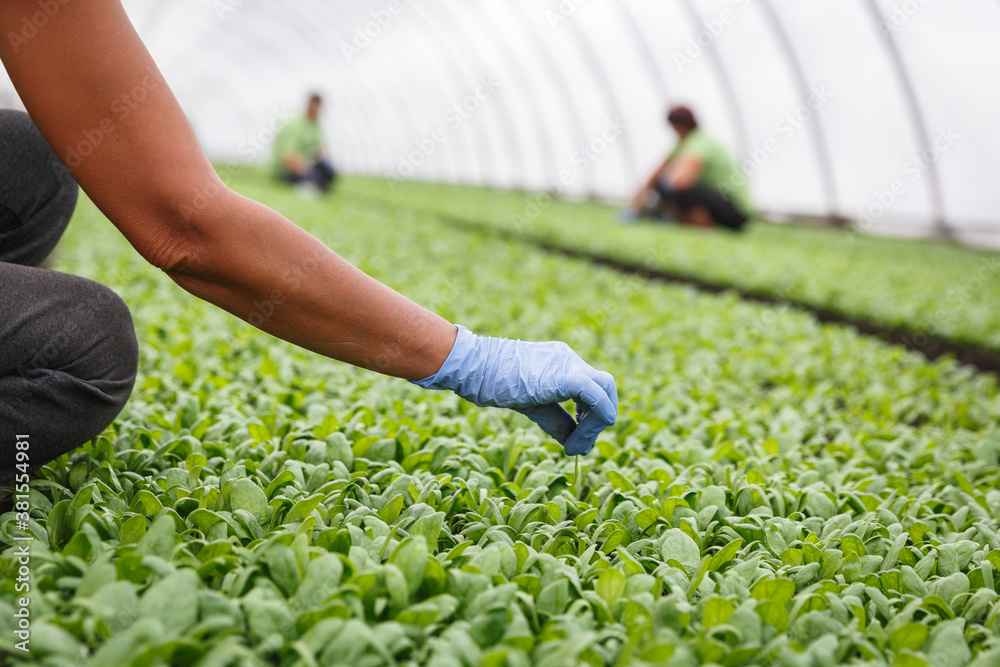 Hand in a glove weeding spinach growing in a soil in a greenhouse ...