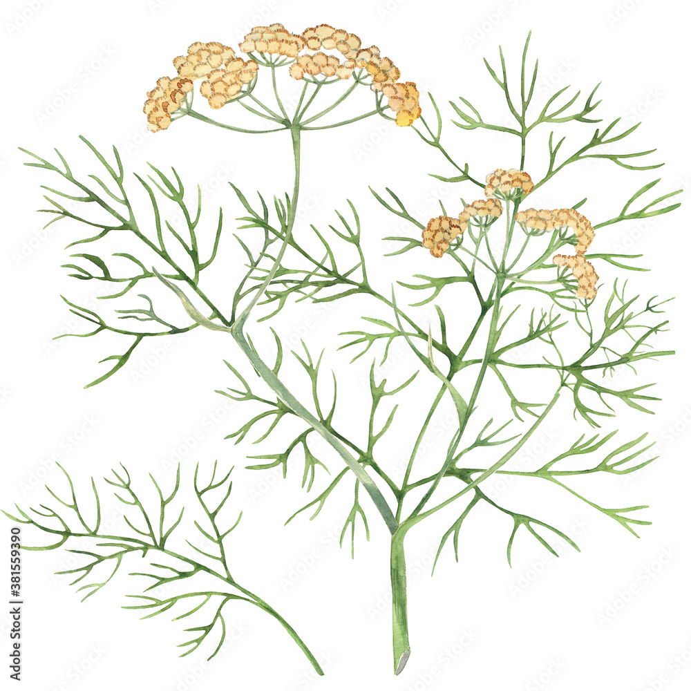 Raw dill with flowers isolated on white. Watercolor botanical ...