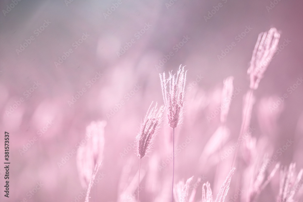 Dry swollen finger grass flowers (Chloris Barbata) in rural tropical ...