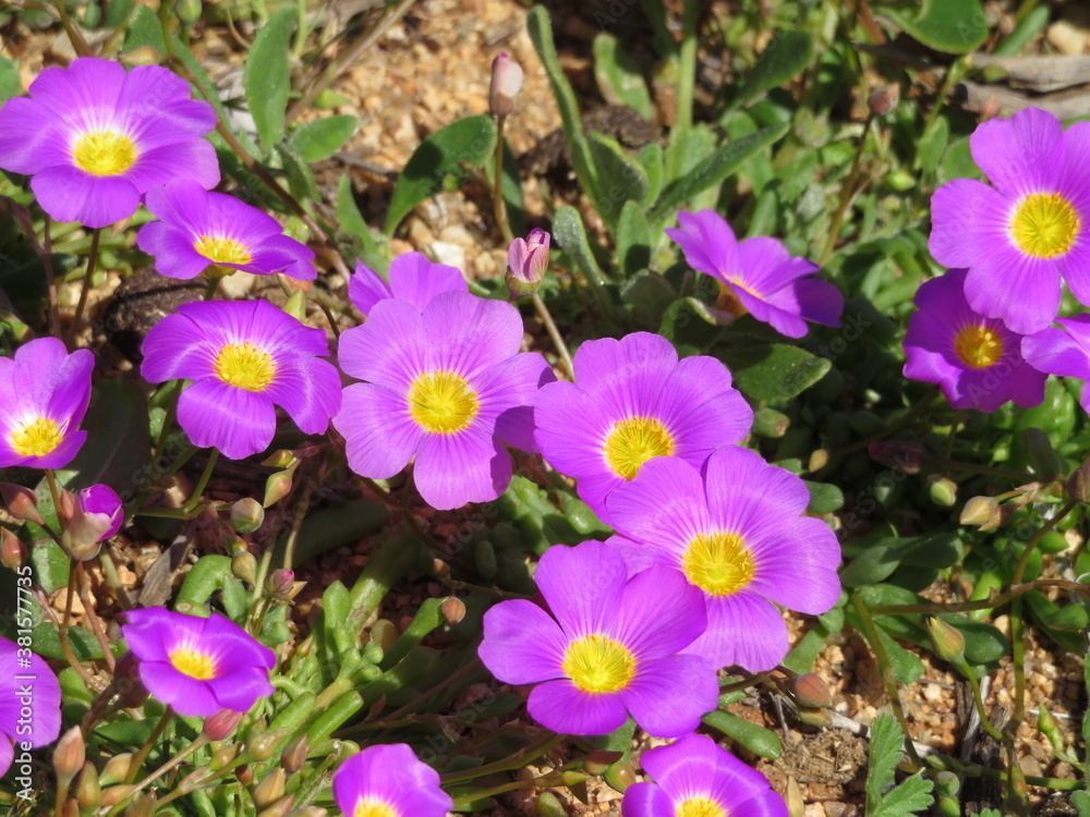 succulent plant - Parakeelya (calandria balonensis) in Western ...