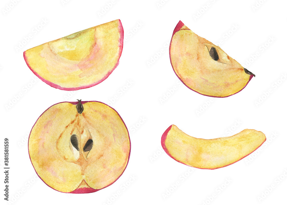 Sliced apple clip art elements isolated on white background. Watercolor ...