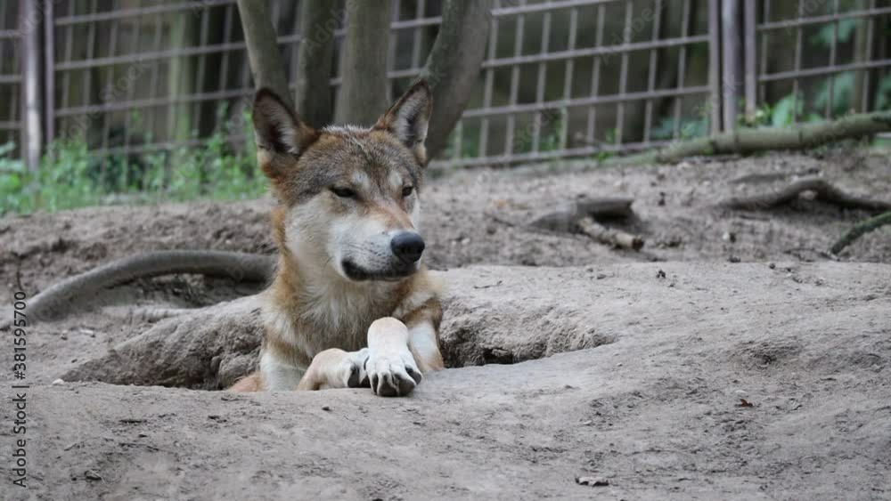 The Wolf (Canis Lupus) also known as the Gray Wolf or Grey Wolf Rests ...