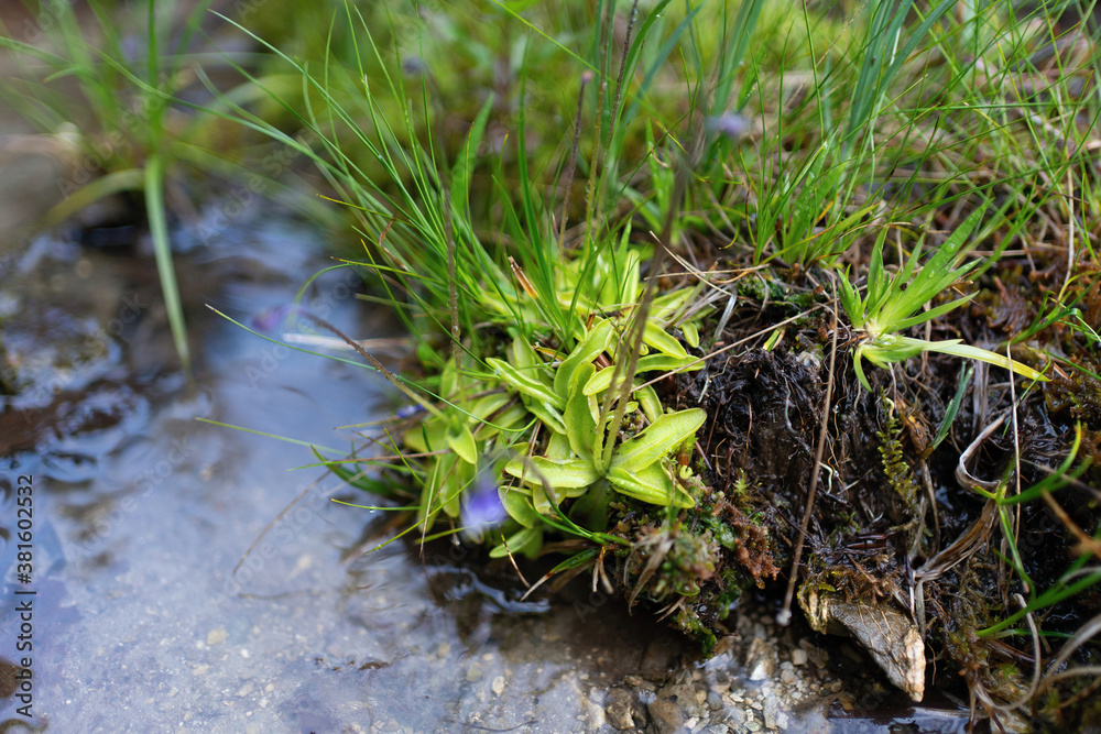 Carnivorous plant pinguicula vulgaris in wild nature Stock Photo ...