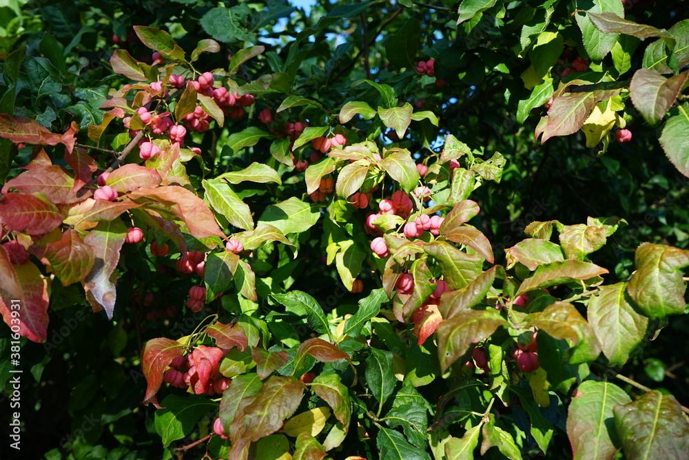 Foto de Syzygium luehmannii is a medium-sized coastal rainforest tree ...