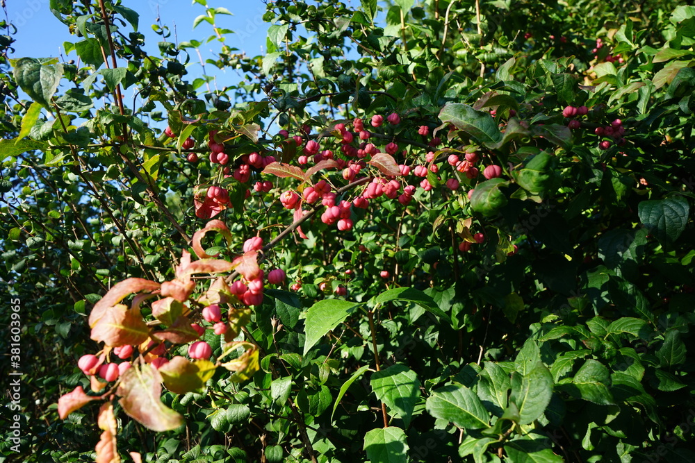 Syzygium luehmannii is a medium-sized coastal rainforest tree native to ...