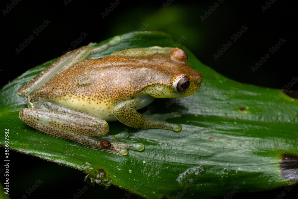 Hyloscirtus alytolylax Mindo - Equateur Stock Photo | Adobe Stock
