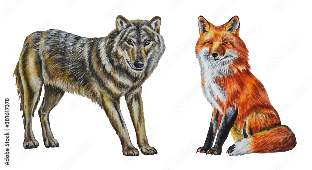 Wolf and fox on a white background. Watercolor illustrations. Template ...