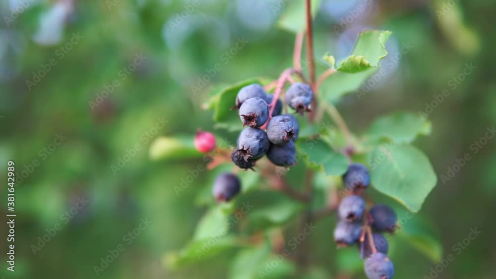 dwarf shadbush, chuckley pear, or western juneberry is a shrub with ...