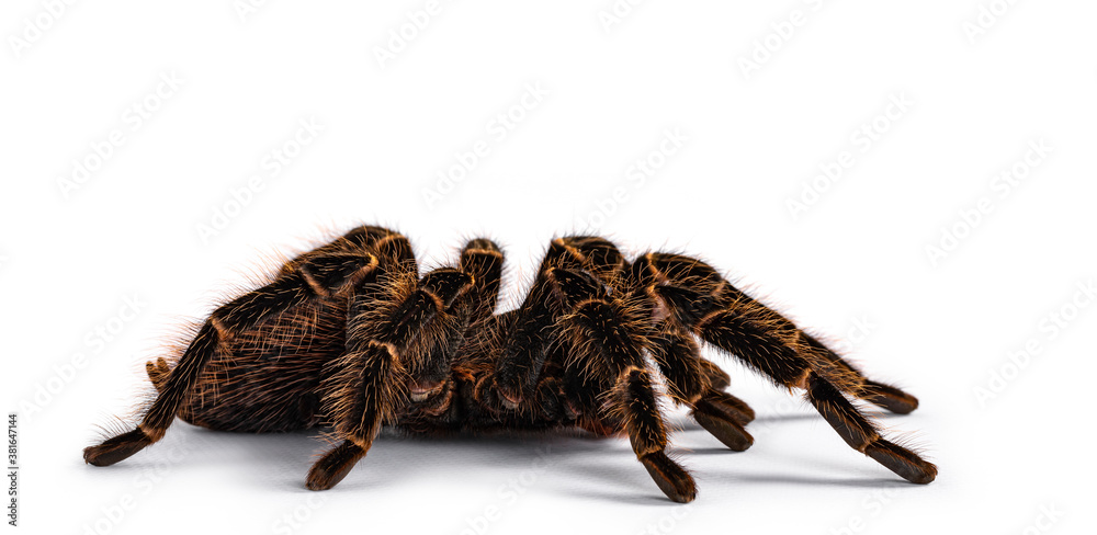 Side view of mature female Brazilian salmon pink birdeater spider aka ...