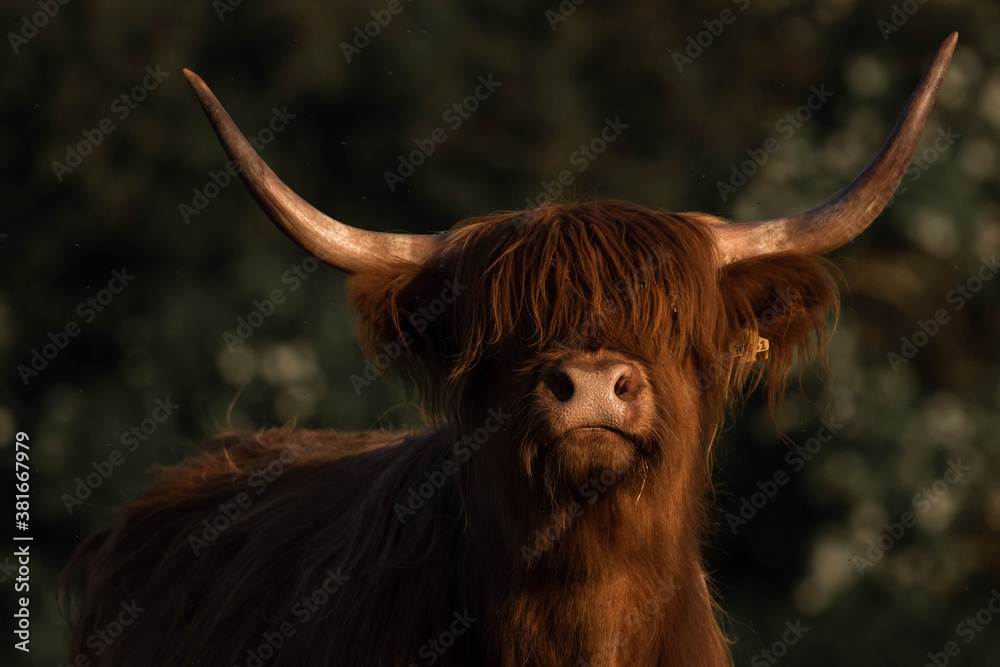 Highland Cow Portrait Stock Photo | Adobe Stock