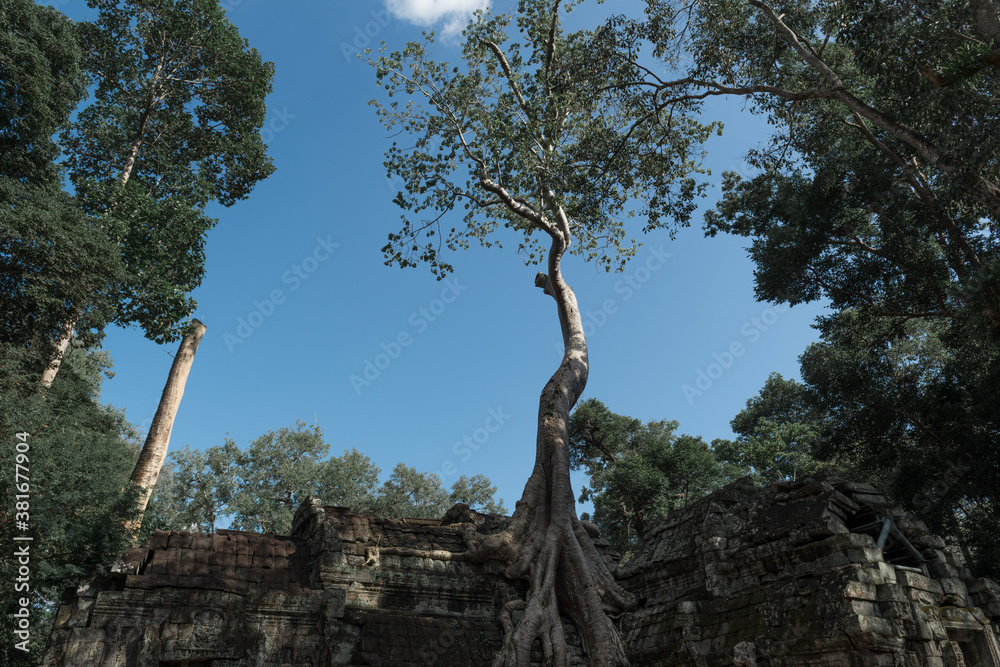 The roots of spung tree growing out of the ruins at Ta Prohm Temple ...