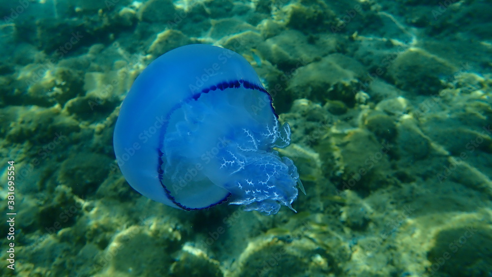 Barrel jellyfish (Rhizostoma pulmo), dustbin-lid jellyfish or frilly ...