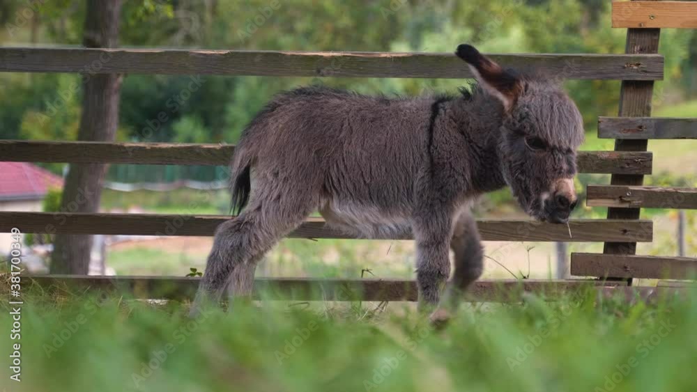 A cute little newborn miniature mediterranean donkey with a fringe ...