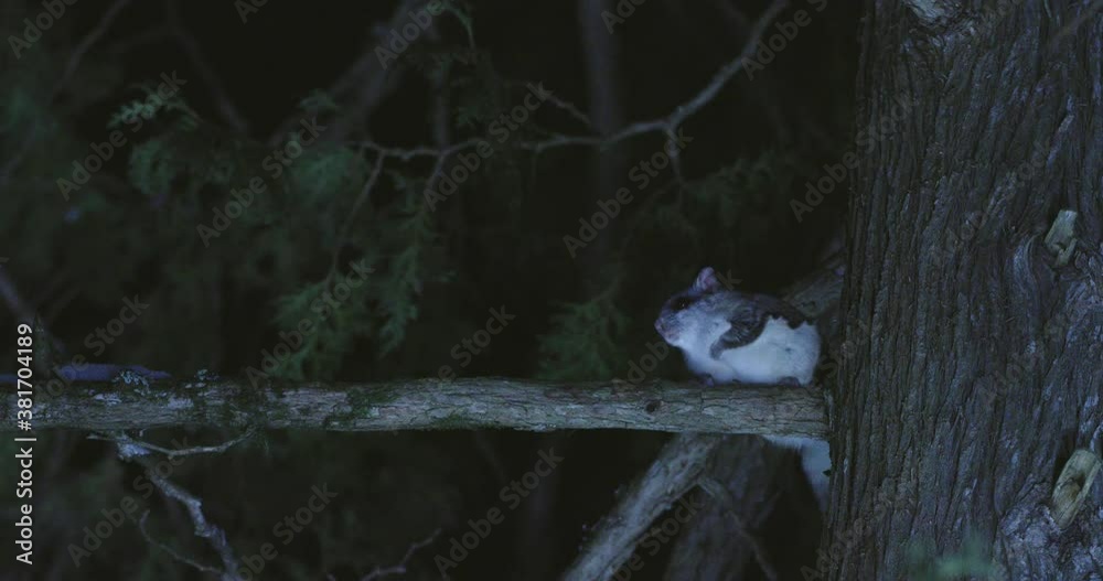 Southern flying squirrel jumping from tree, Maine, USA Stock ビデオ ...