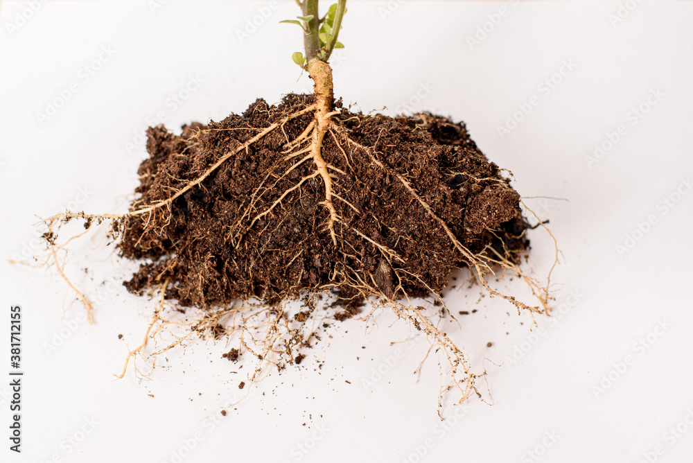 cross section of the roots of a plant, to teach biology. Stock Photo ...