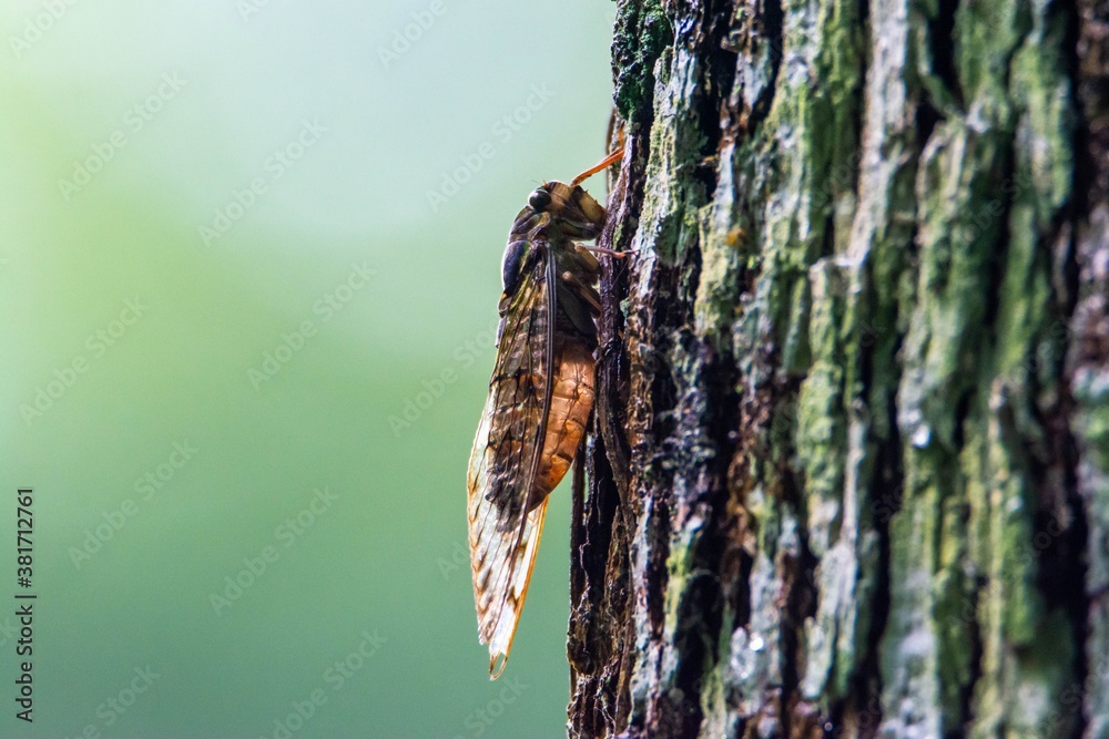 Cicada insect closeup side view, colorful and noisy insect Stock Photo ...