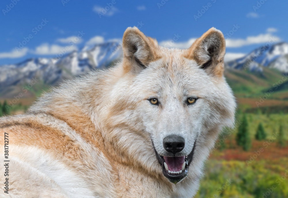 Northwestern wolf / Mackenzie Valley wolf (Canis lupus occidentalis ...