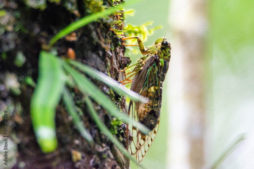 Cicada insect closeup side view, colorful and noisy insect Stock Photo ...