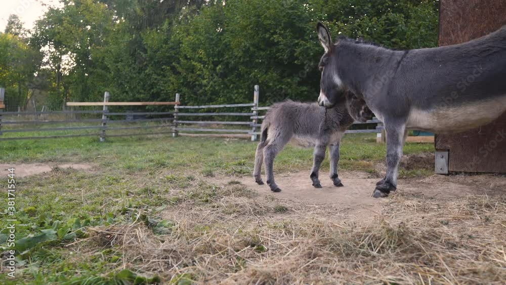 A cute little newborn miniature mediterranean donkey with a fringe ...