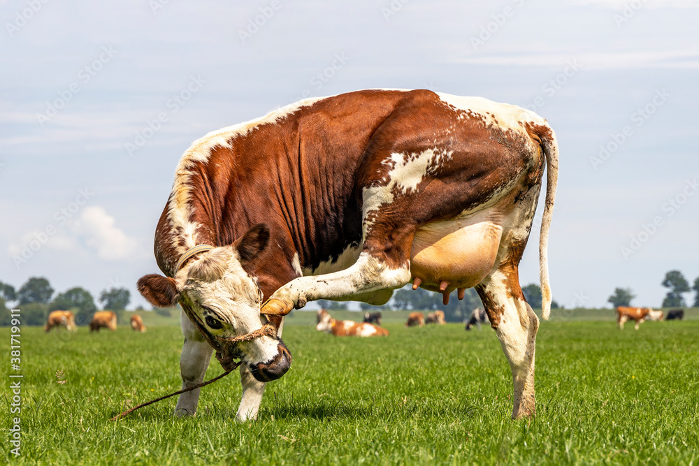 Fotografia do Stock: Cow with large udder has an itch, flexibly licks ...