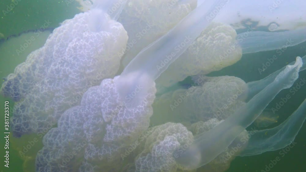 Close-up of the tentacles. Floating in the thickness (Rhizostoma pulmo ...