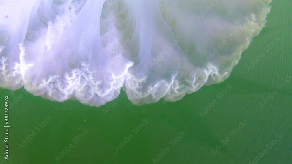 Close-up of the tentacles. Floating in the thickness (Rhizostoma pulmo ...