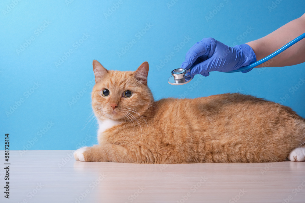 veterinarian listens to the heart and lungs of the cat with a ...