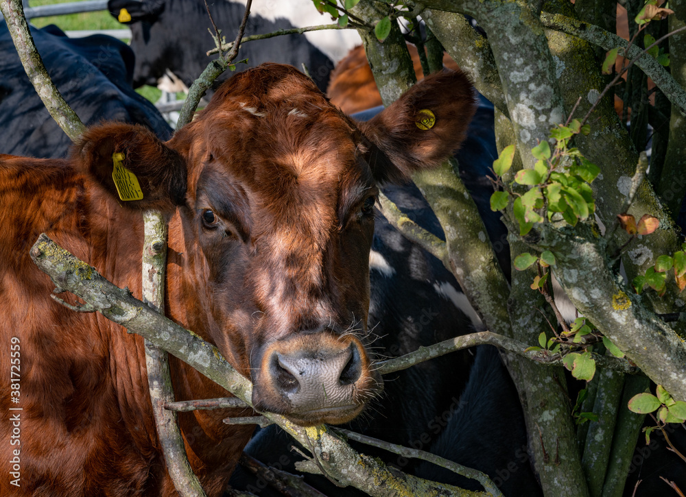 A closeup picture of a brown heifer with the head among trees. Picture ...