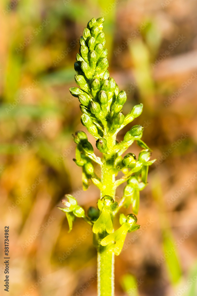 Foto de Deutschland - heimische Orchideen - Großes Zweiblatt - Neottia ...
