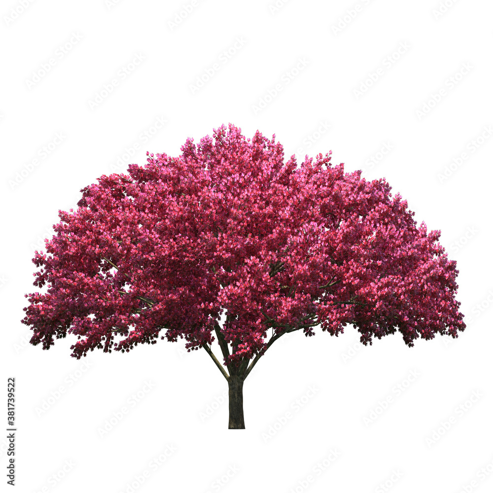 arbol frondoso de color rosa Stock Photo | Adobe Stock