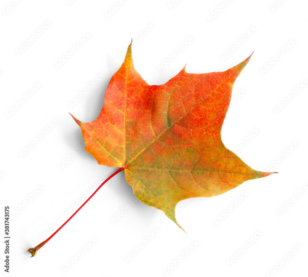 Autumn maple leaf isolated on white background with shadows, clipping ...