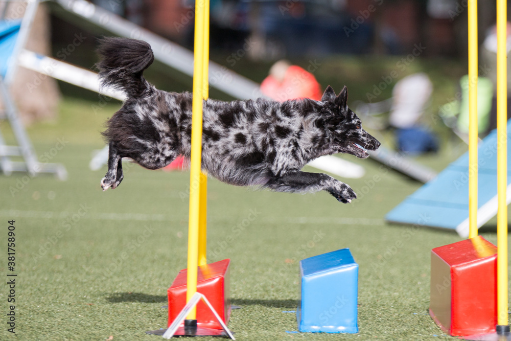 Merle Mudi Dog Agility