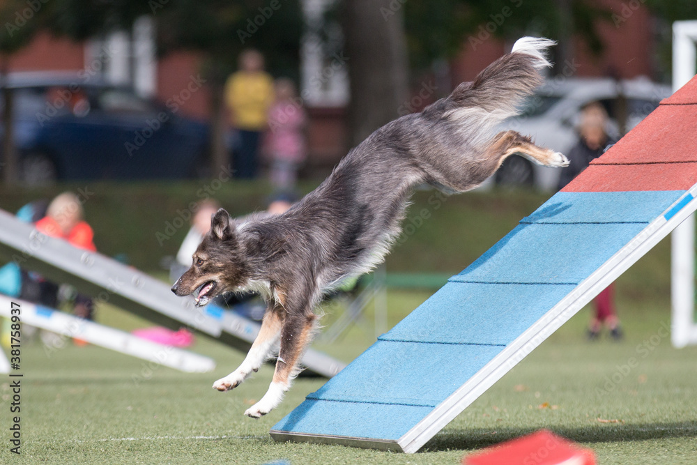 Working border collie breed dogs running agility obstacle A-frame with ...