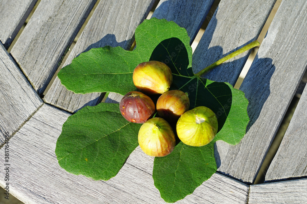 Freshly picked green and purple figs with white sap on a fig leaf Stock ...