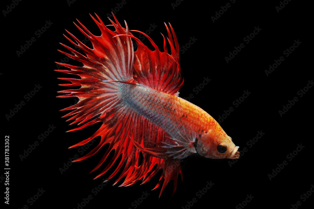 Betta fish (Betta sp) type of crowntail with a metallic blue base color ...