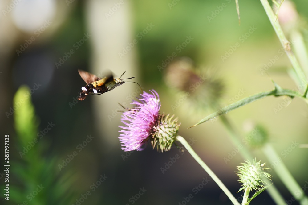Japanese thistle (Cirsium japonicum) / Asteraceae perennial grass ...